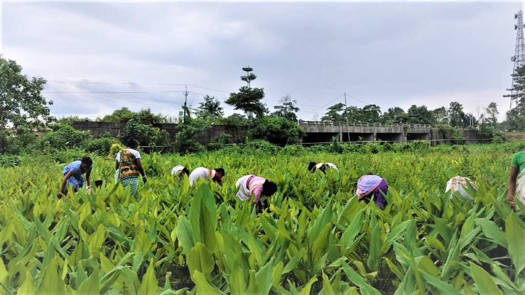 International Day of Rural Women , Assam – North East Network